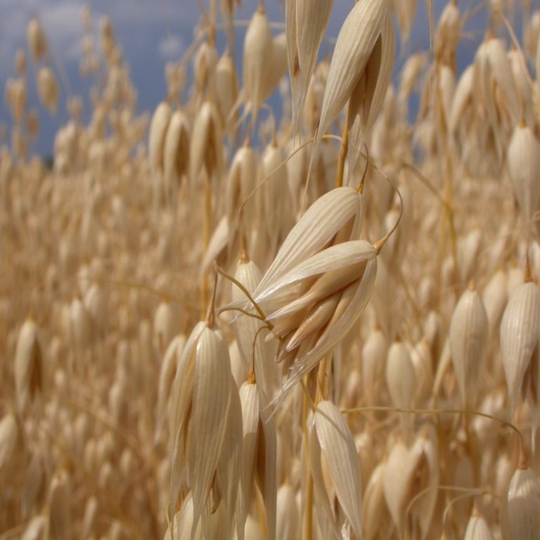 Oats – Weaver Seed