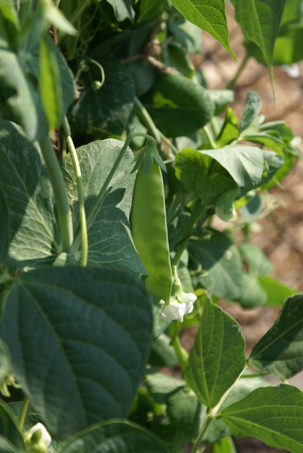 Keystone Winter Peas – Weaver Seed
